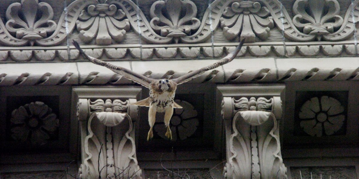 Pale Male, New York's celebrity red-tailed hawk, dies at 33 | Fortune