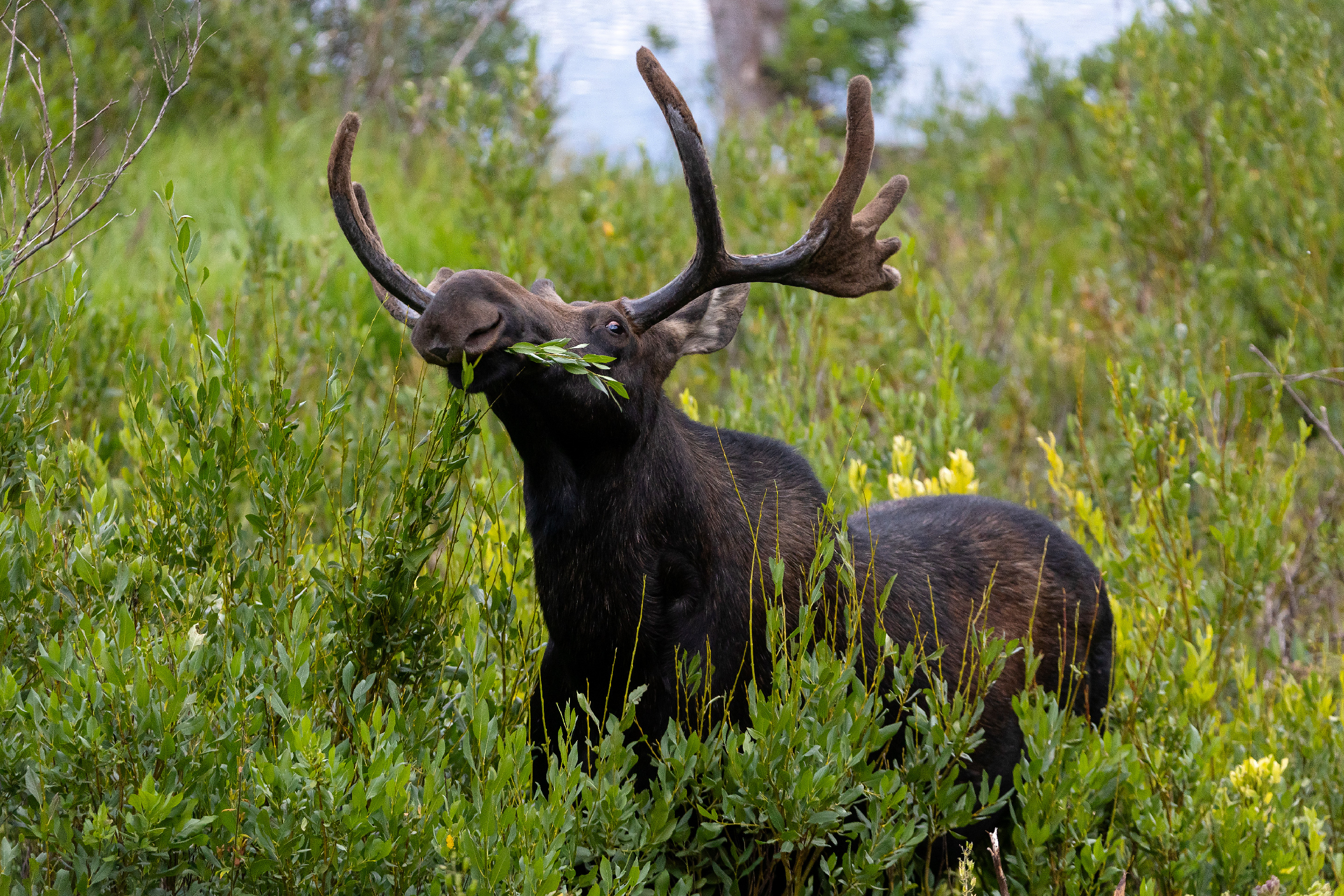 Midvale, Utah | Fortune Well