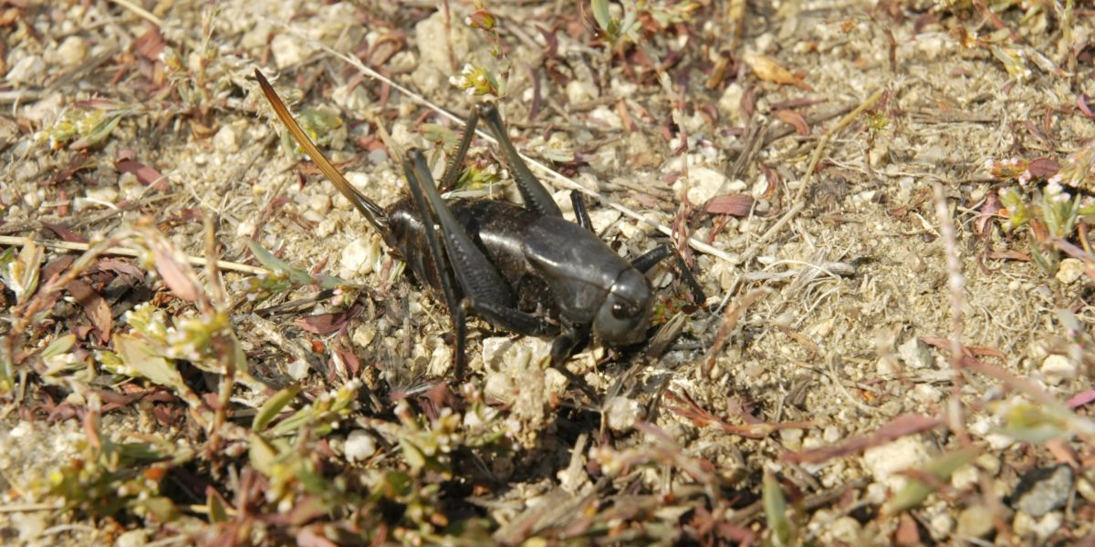 Nevada town fights 'biblical' cricket invasion | Fortune
