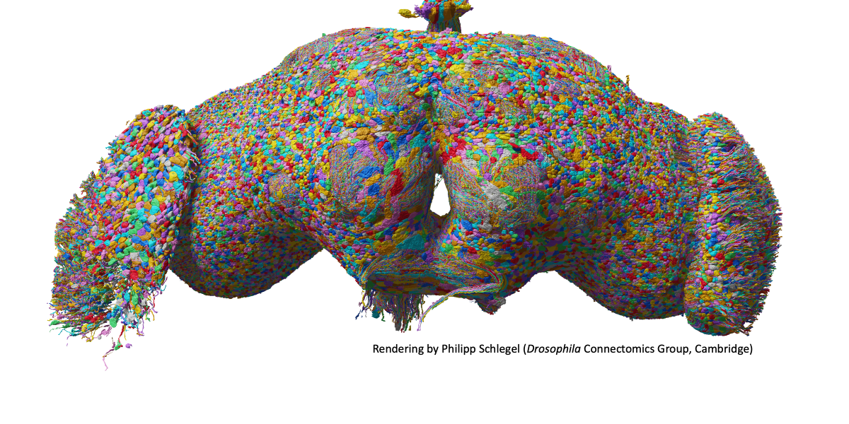 How mapping a fruit fly's brain with A.I. could unlock brain science ...