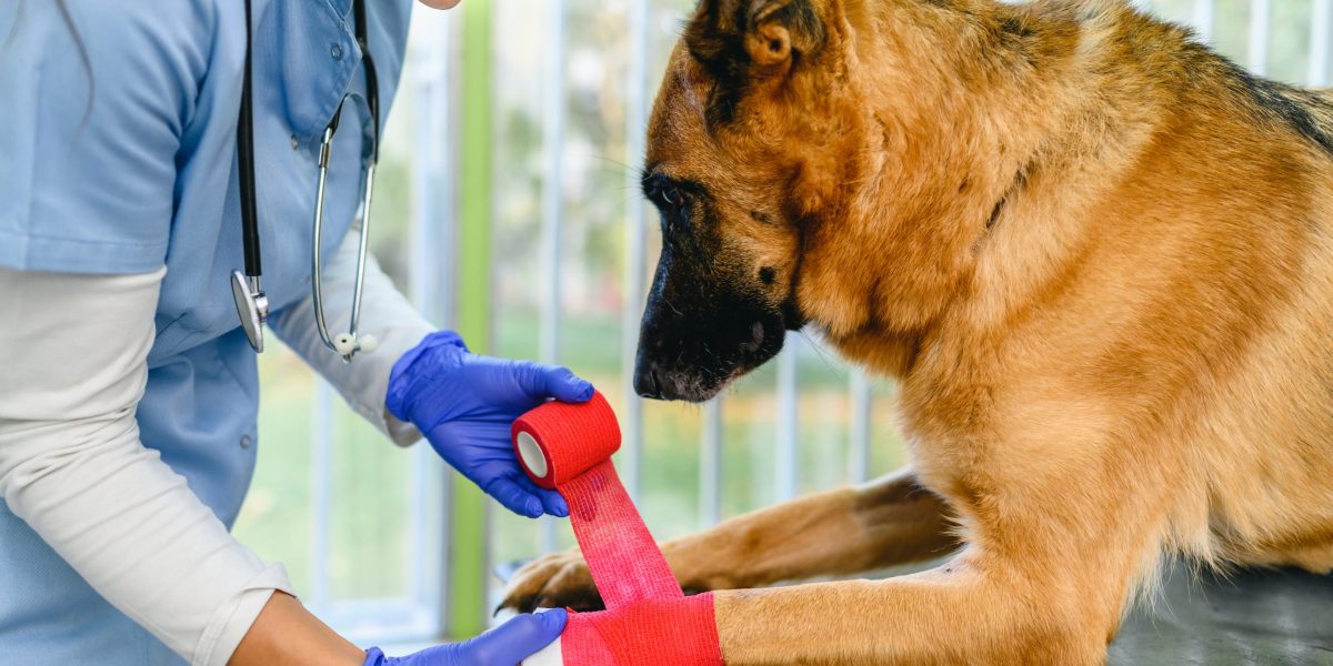 Here's how to help Maui's displaced and injured pets | Fortune