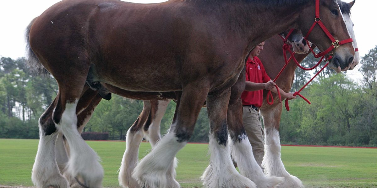Budweiser will no longer shorten tails of its iconic Clydesdales | Fortune