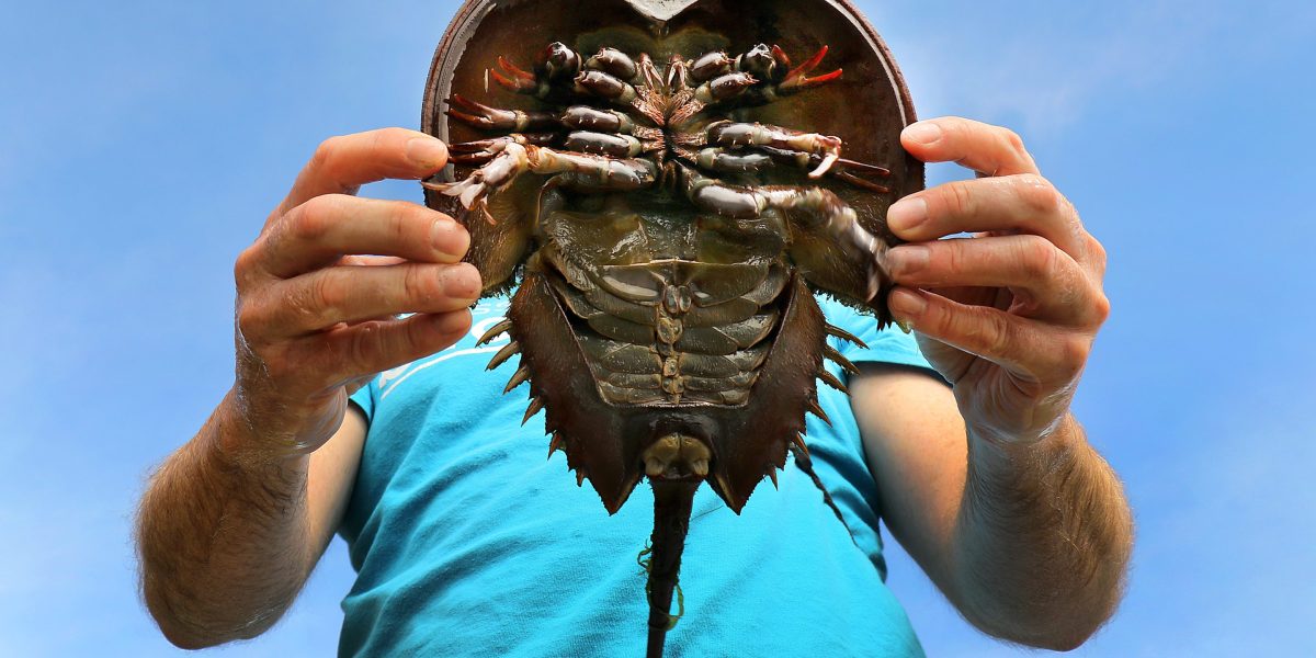 Horseshoe crab blood is vital for testing IV drugs. A man-made ...