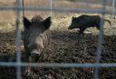 Feral Canadian ‘super pigs’— ‘the most invasive animal on the planet ...
