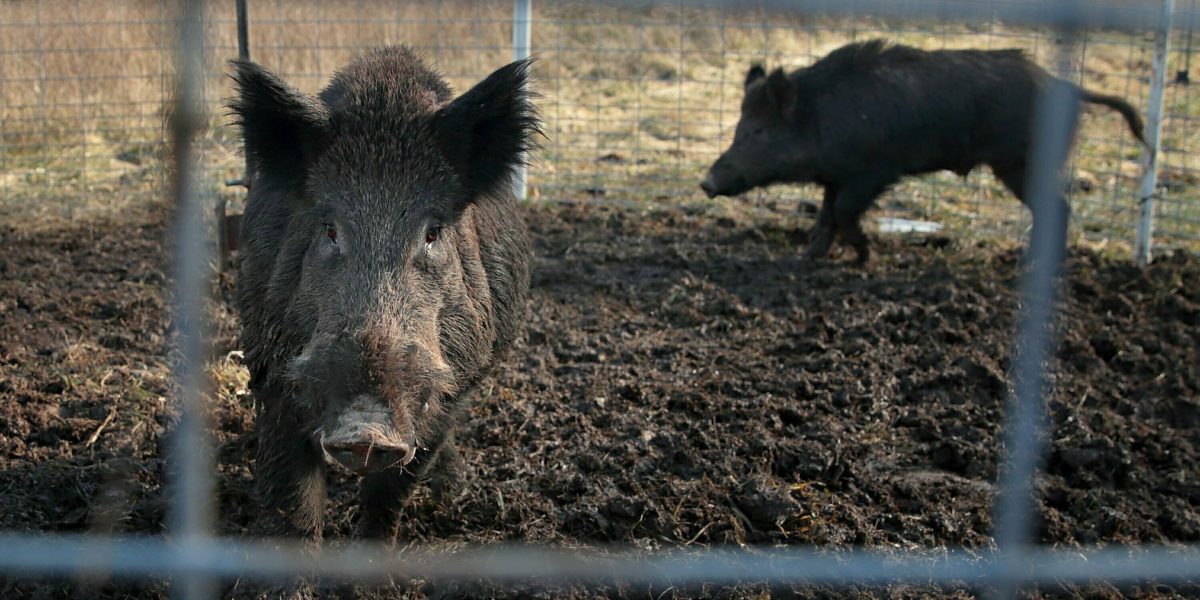 Feral Canadian ‘super pigs’— ‘the most invasive animal on the planet ...