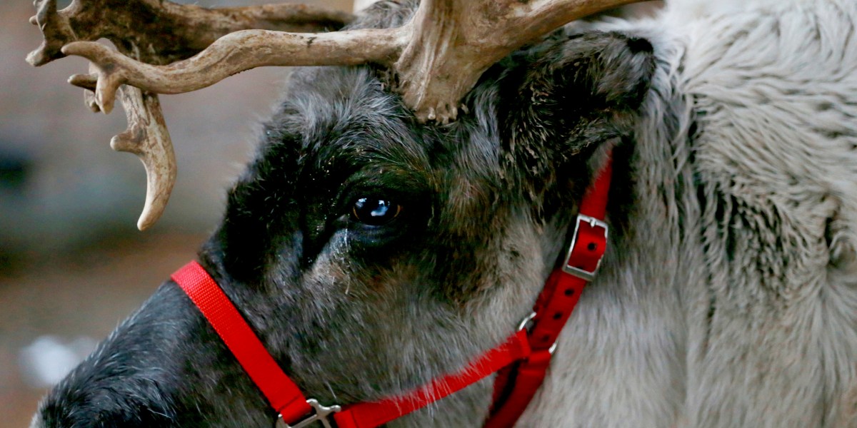 What color are reindeer's eyes and why do they change in the winter ...