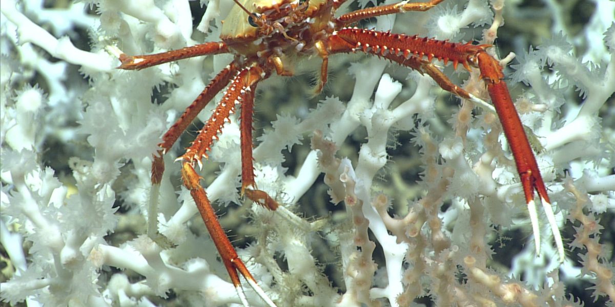 Largest coral reef ever mapped found in Atlantic Ocean with ...