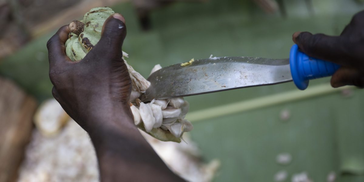 Cocoa, chocolate prices soar to record highs on El Niño, climate change ...