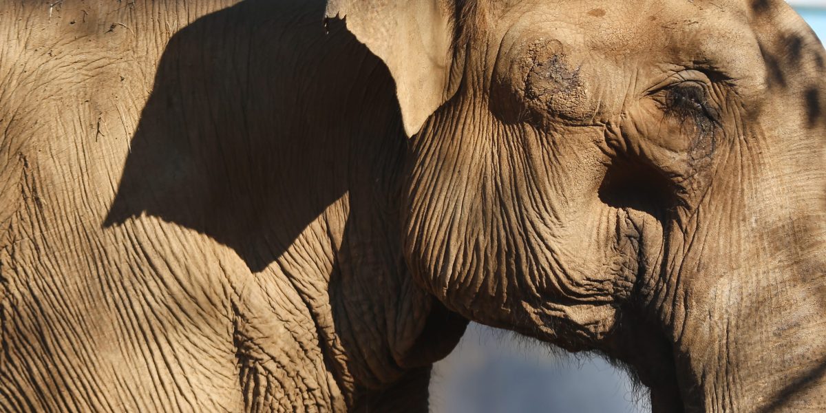 Climate change adds stress to elderly elephants | Fortune