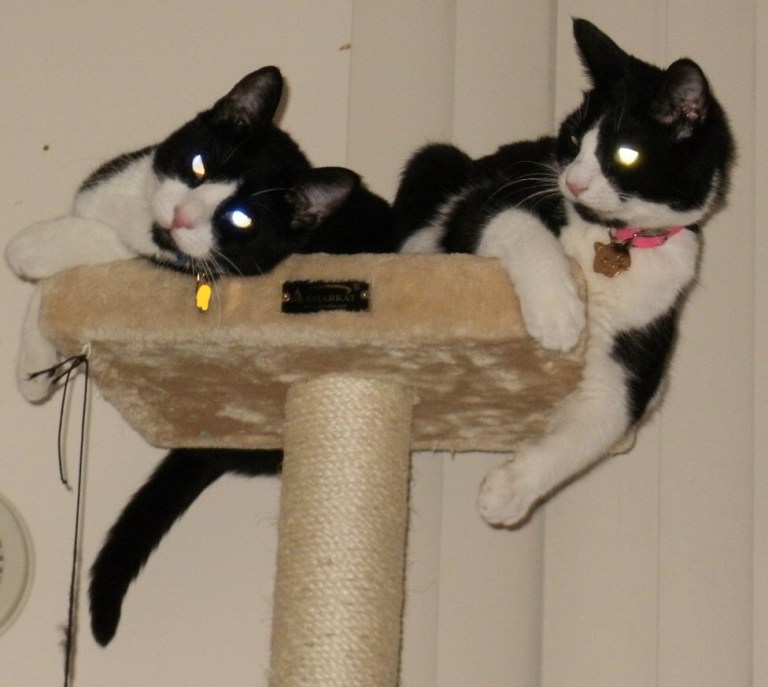 Is private equity making it too expensive to have pets? PE firms have ...