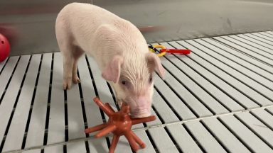 Gene-edited pigs that provide organs for humans enjoy luxury ...