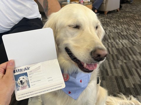 What it's like to fly Bark Air, the luxury airline for dogs | Fortune