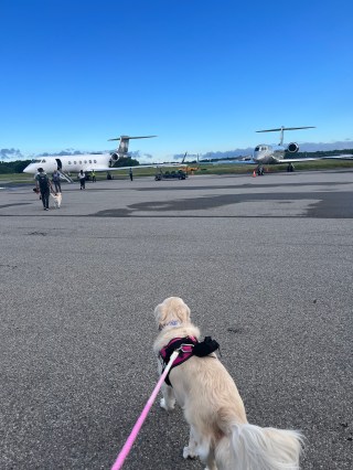 What it's like to fly Bark Air, the luxury airline for dogs | Fortune