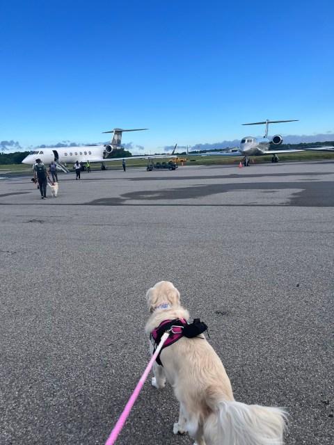 What it's like to fly Bark Air, the luxury airline for dogs | Fortune
