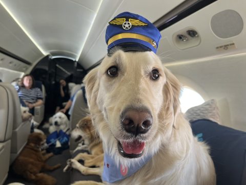 What it's like to fly Bark Air, the luxury airline for dogs | Fortune