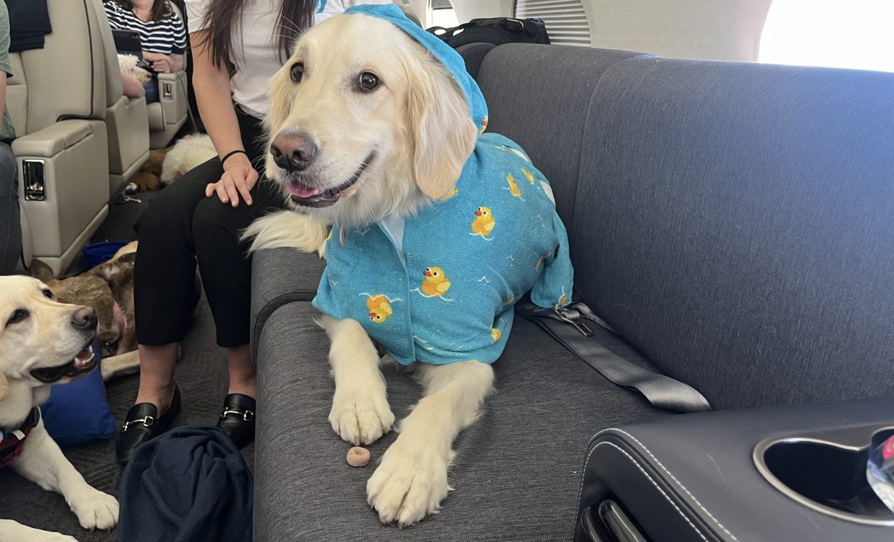 What it's like to fly Bark Air, the luxury airline for dogs | Fortune