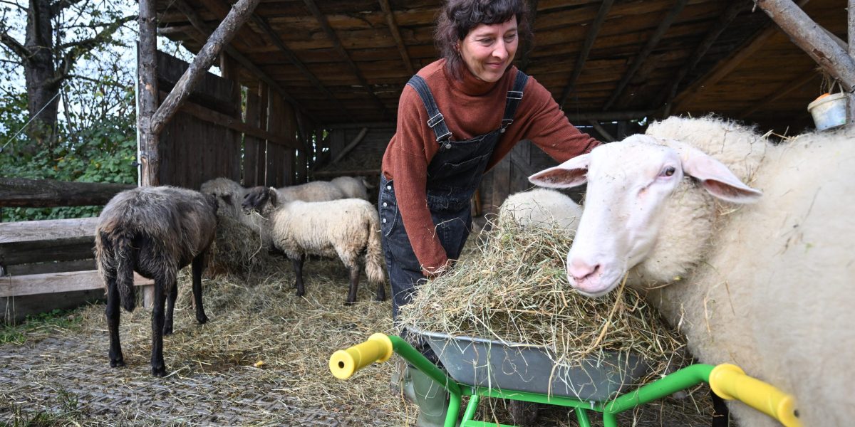German sheep farmers are describing this virus as the 'most aggressive ...