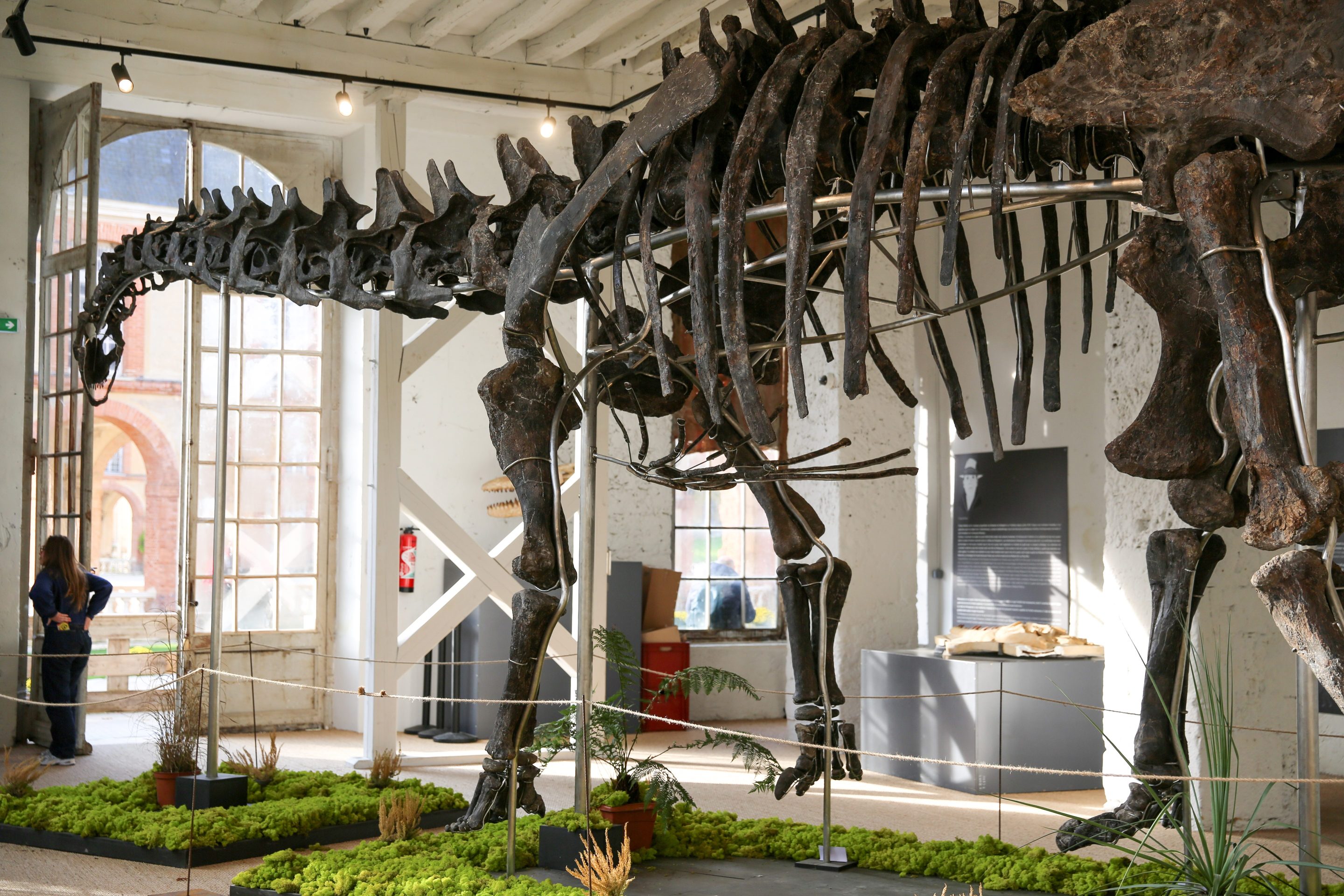 Largest Complete Dinosaur Skeleton