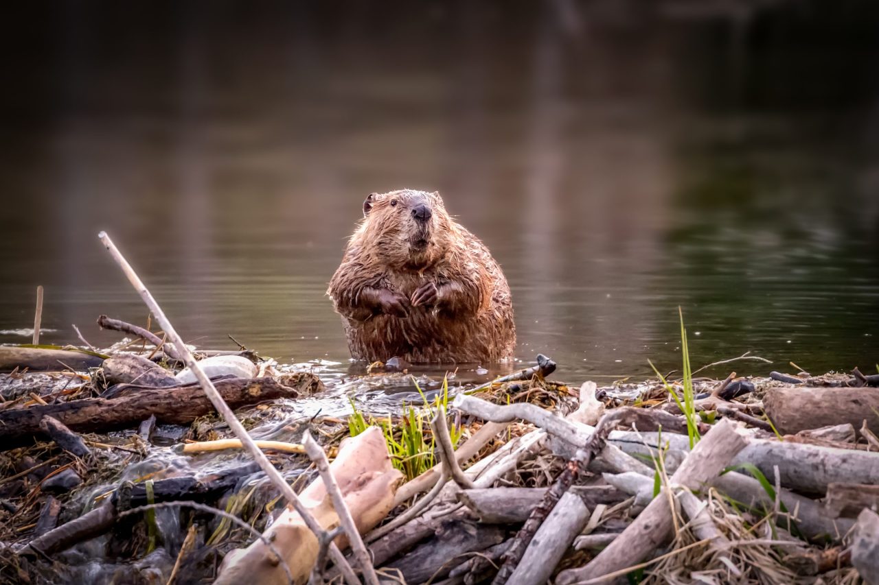 Beaver family save Czech government $1.2 million by finishing a 7-year ...