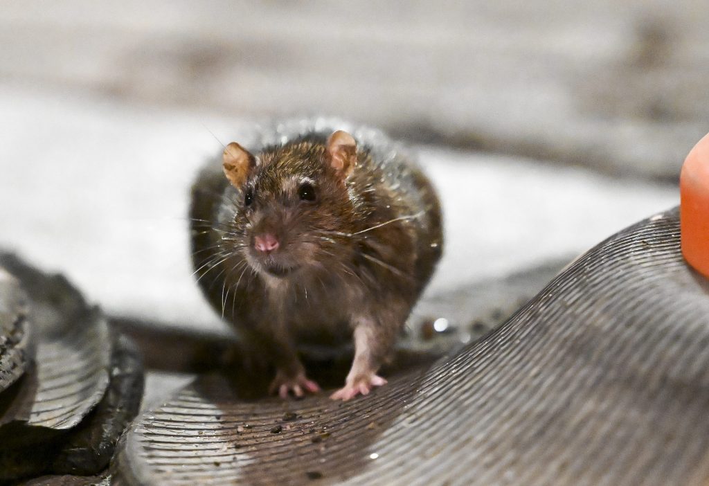 Hordes of rats are infesting cities and the $27 billion-a-year problem ...