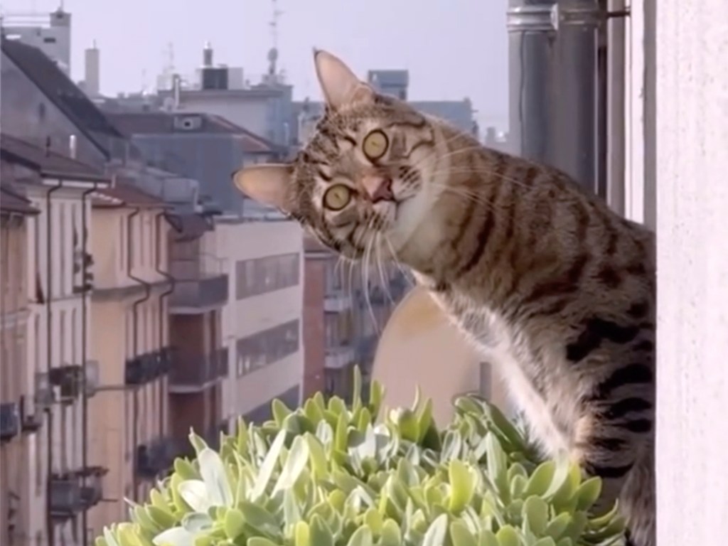 Seattle cat video entrepreneur on screening his 73-minute opus ...