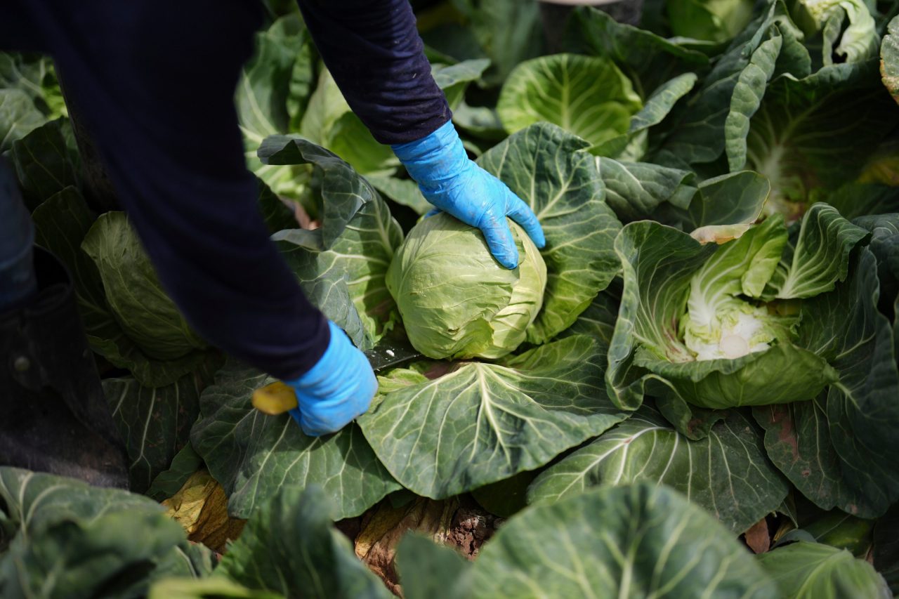 Scientists say eating a plant-based diet could save 15 million deaths ...