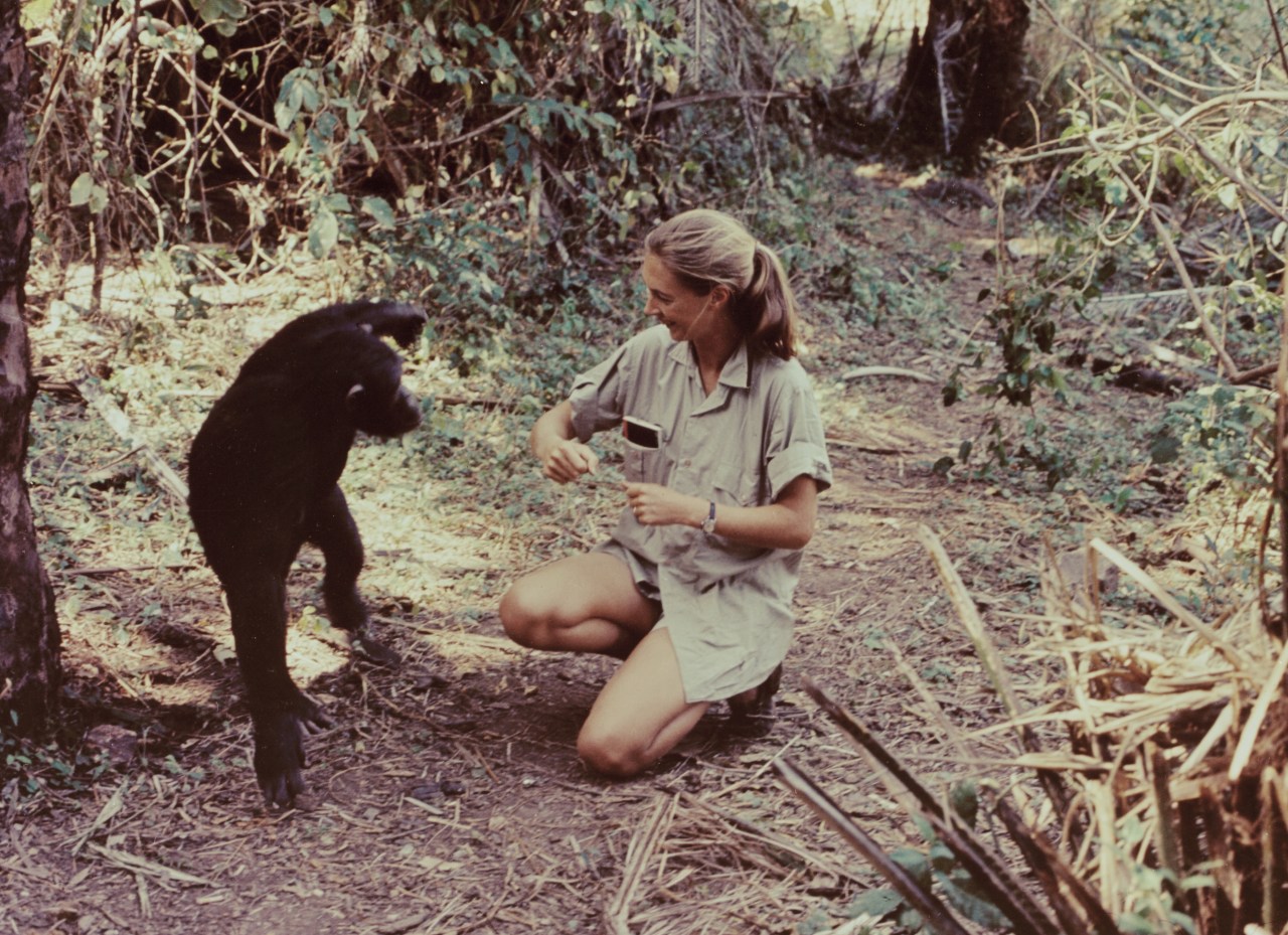 Jane Goodall made a name for herself with no degree, no experience: She ...