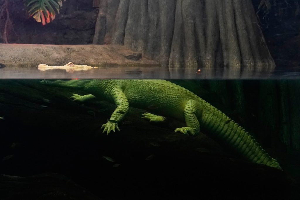 San Francisco mourns its albino alligator, Claude, dead at 30 years old ...