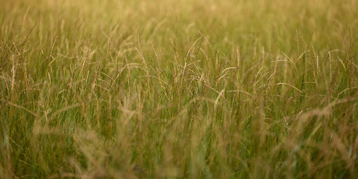 How scalable, science-based farming is strengthening the global food ...